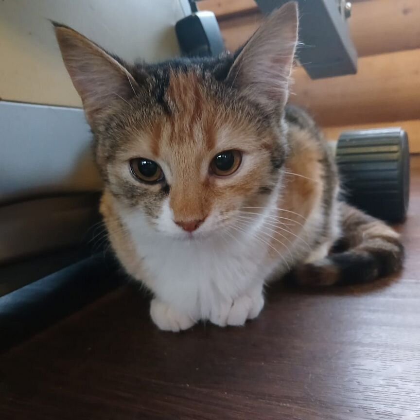 Ищет дом милый котеночек