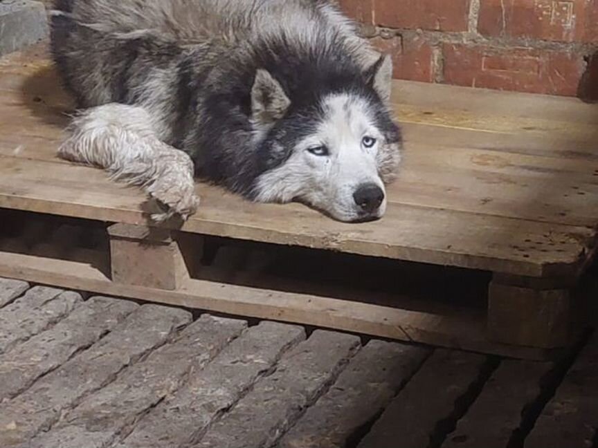 Хаски скоро убьют в отлове Астрахани. Спасите кто