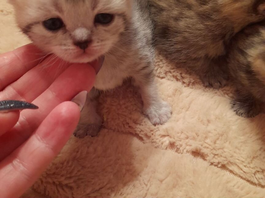 Британские котята