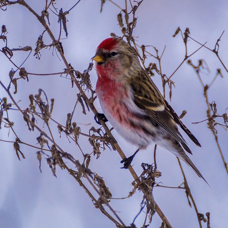 Певчие птицы