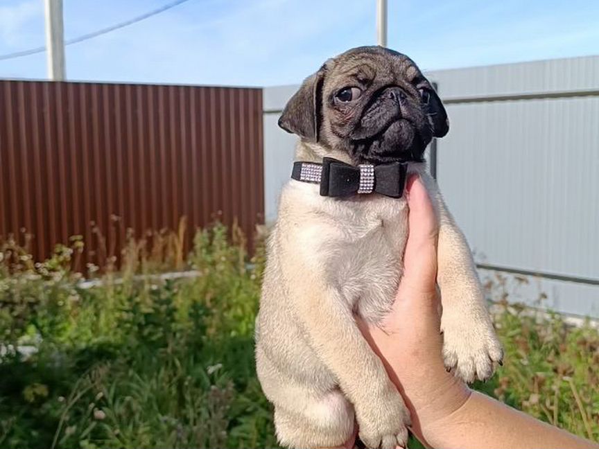 Мопс мальчик Есаул с родословной