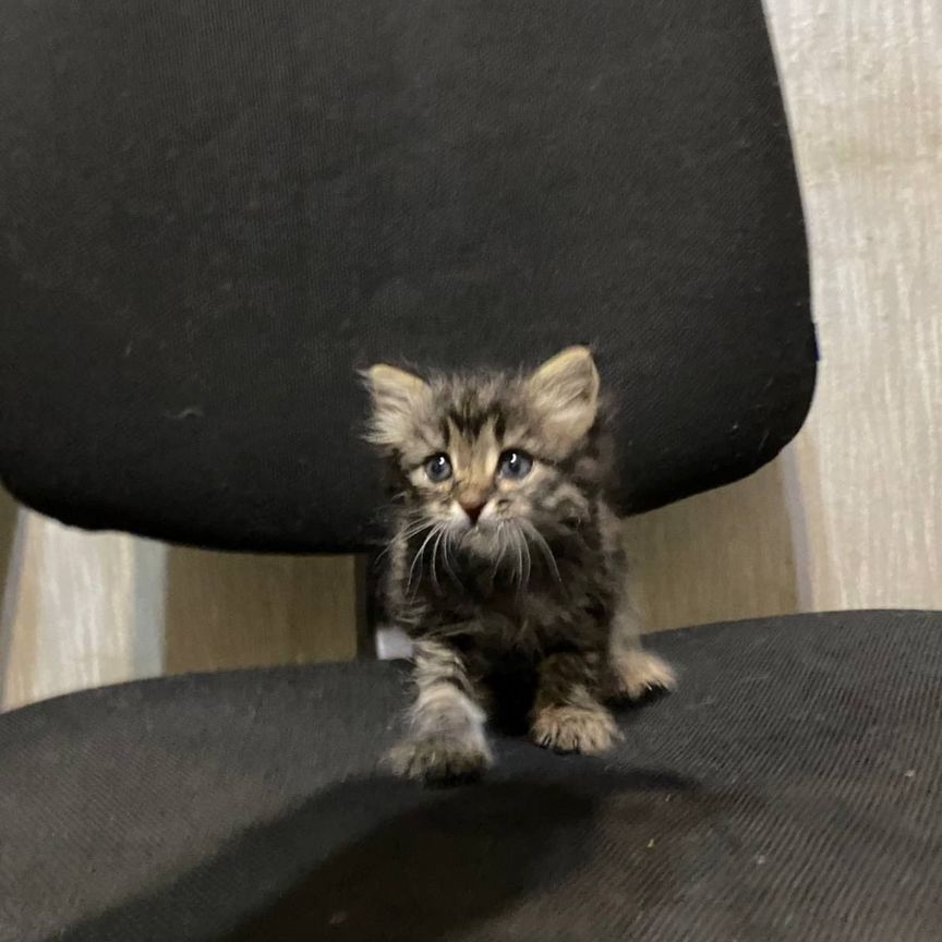 Котенок в добрые руки