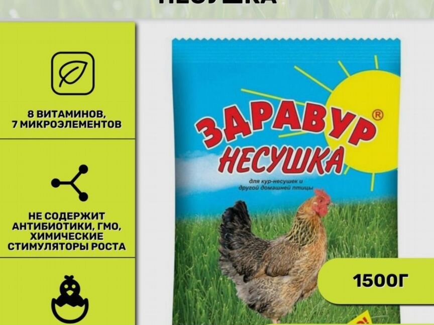 Здравур несушка