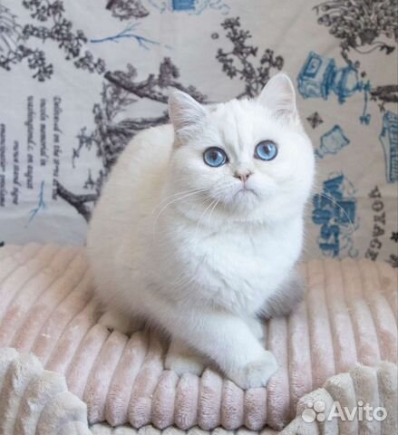 Серебристая шиншилла британец