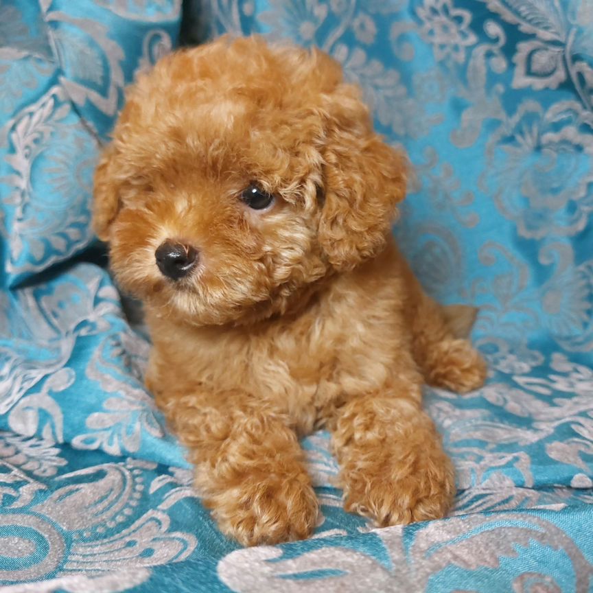 Супер мини мальтипу