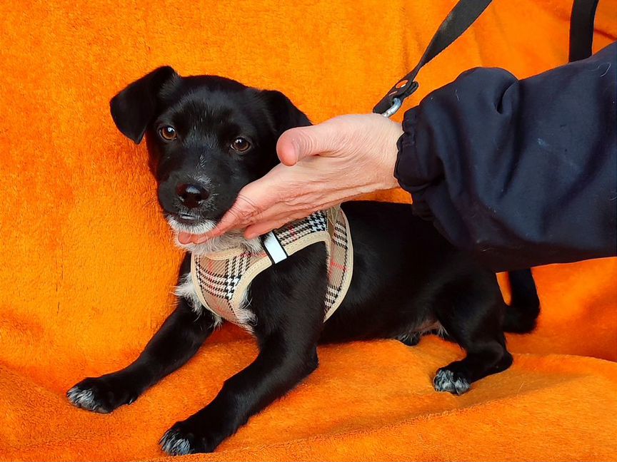 Отдаю в добрые руки