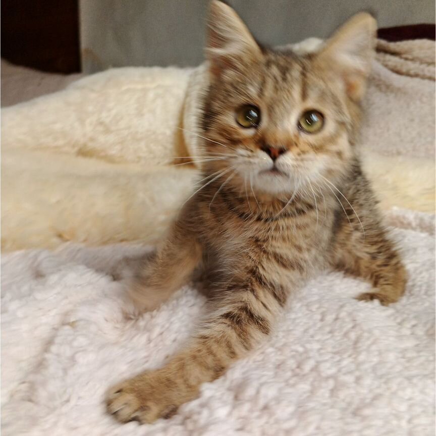 Пиксибоб короткошёрстный котёнок