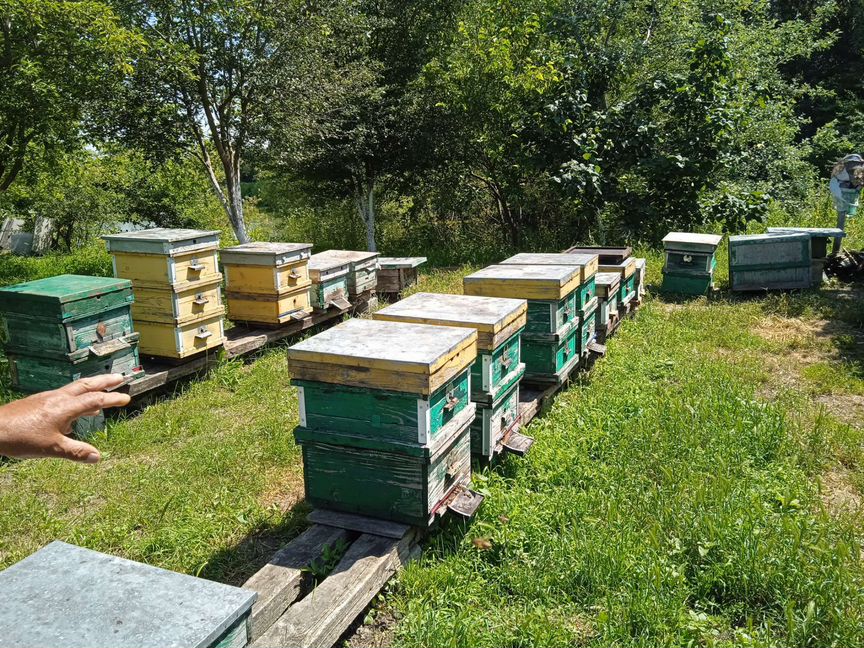 Пчёлы с ульями