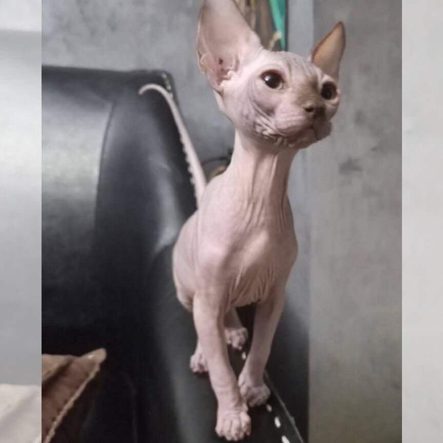 Канадский сфинкс котёнок