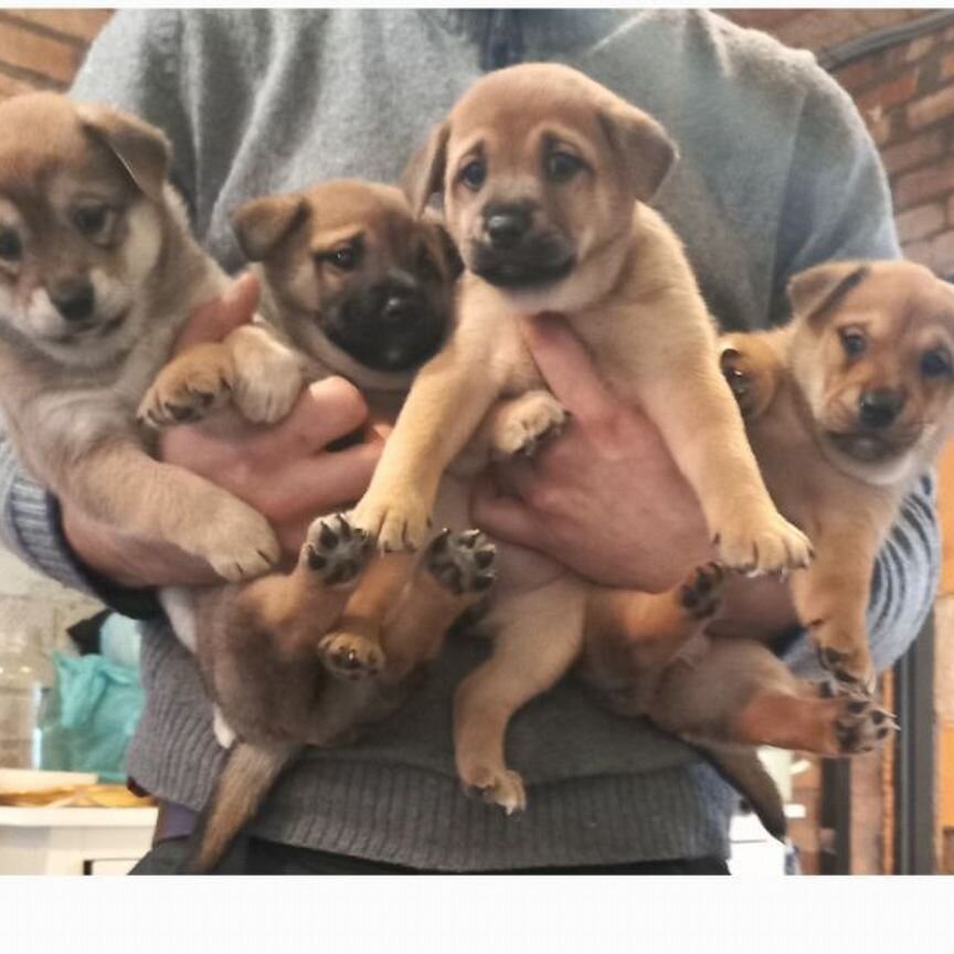 Щенки сиба ину