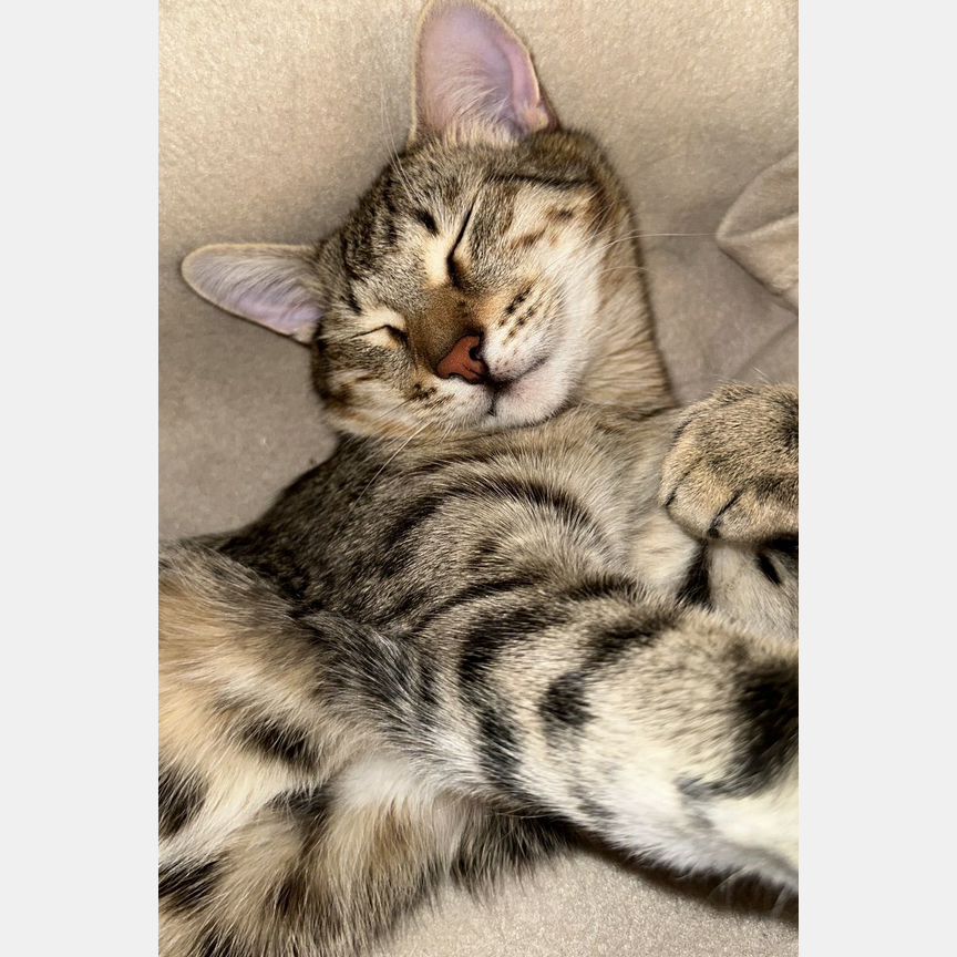 Отдам кота в добрые руки