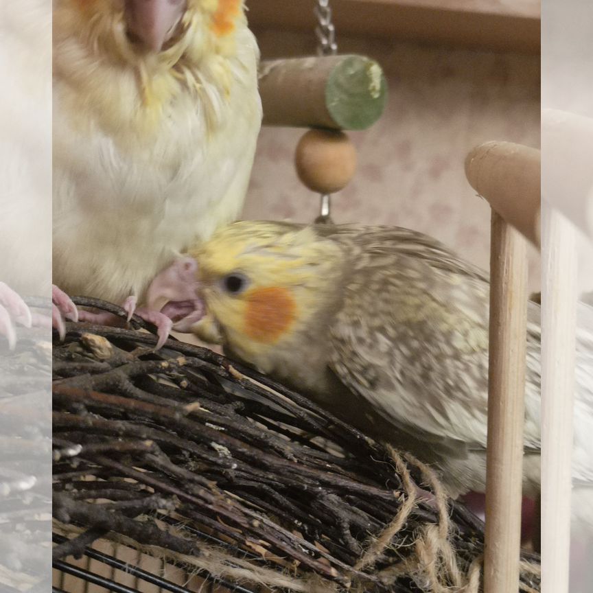 Попугай корелла птенец