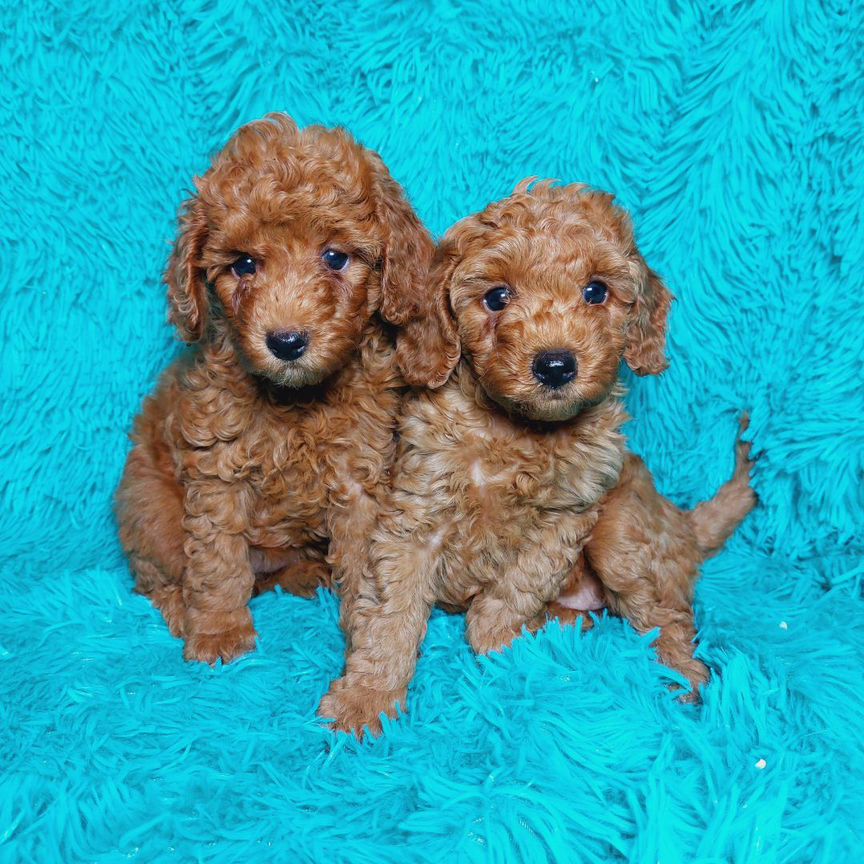 Девочки ред и ред браун