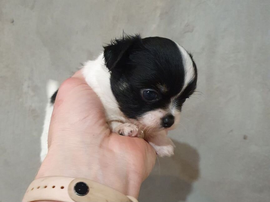 Щенки чихуахуа мини