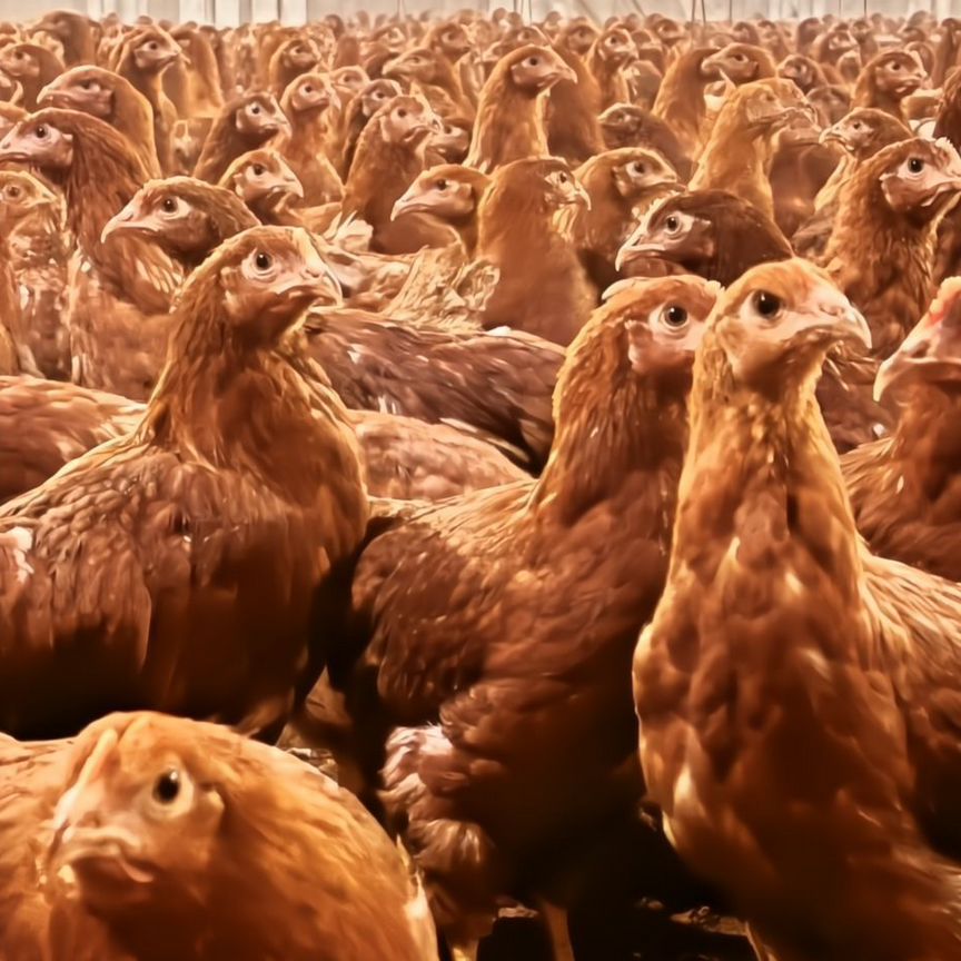 Куры молодки оптом