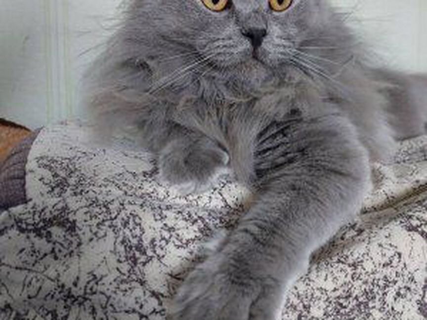 Шотландский хайленд страйт