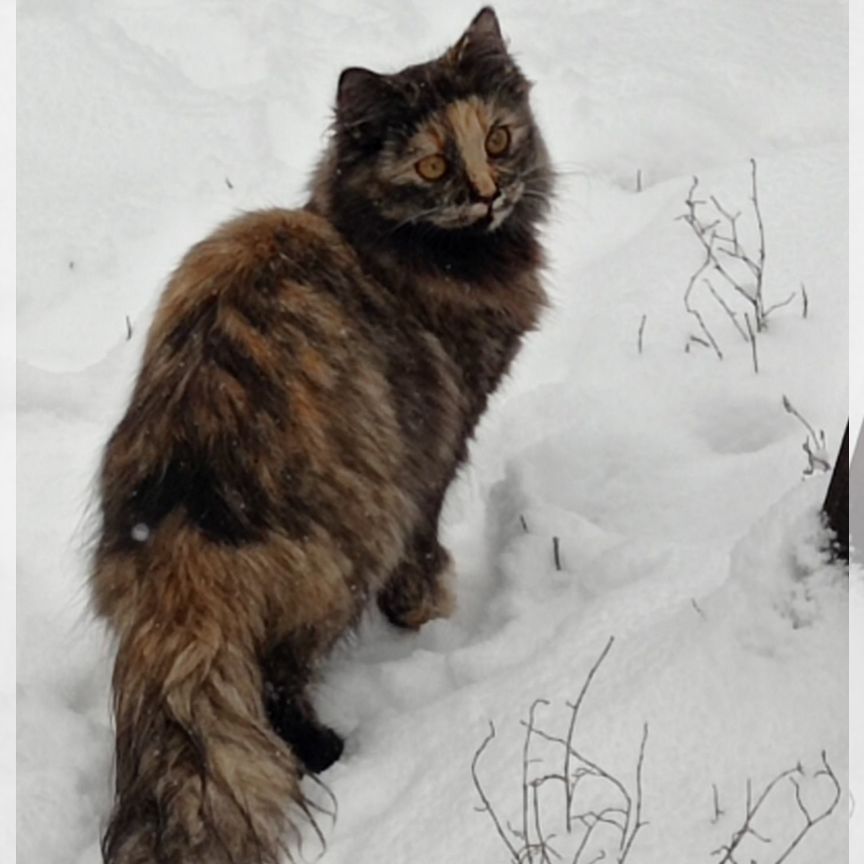 Взрослая, Девочка кошка в добрые руки