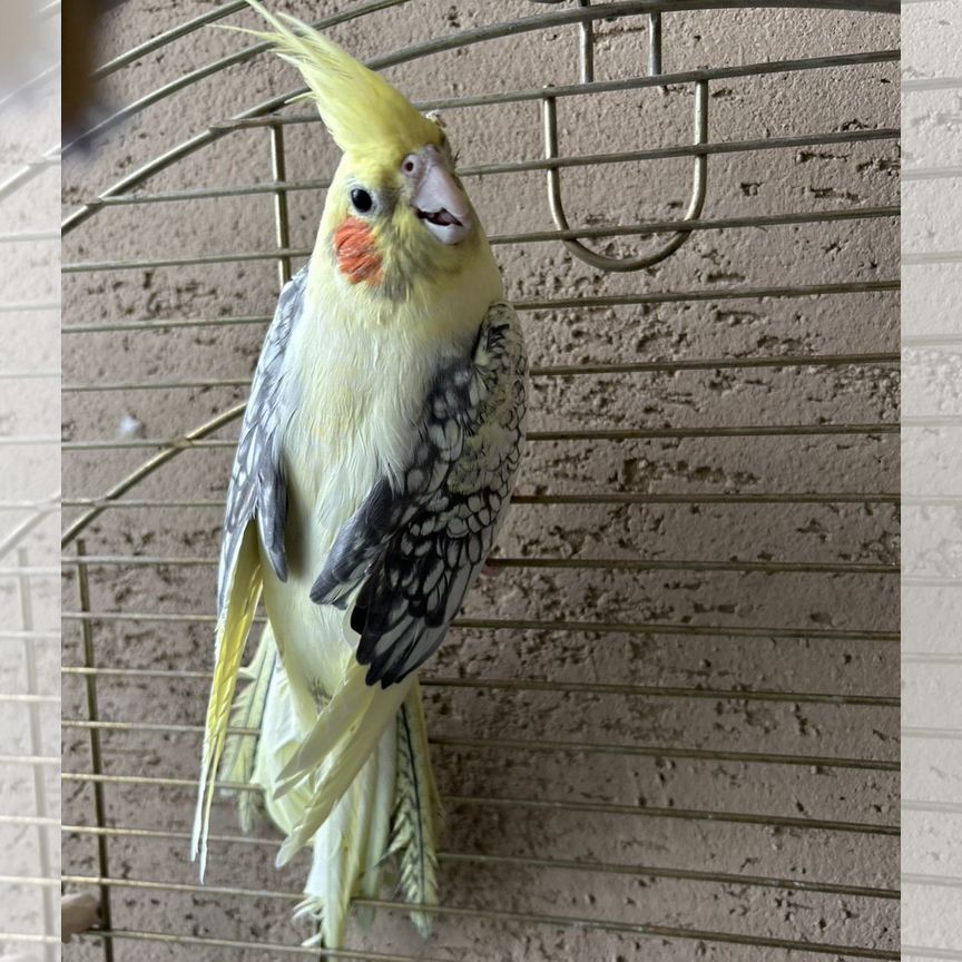 Попугай корелла с клеткой