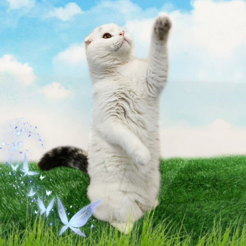 Шотландец персей