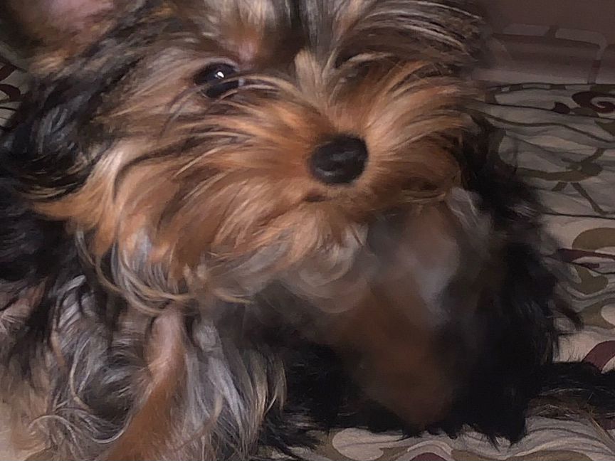 Потерялся йорк