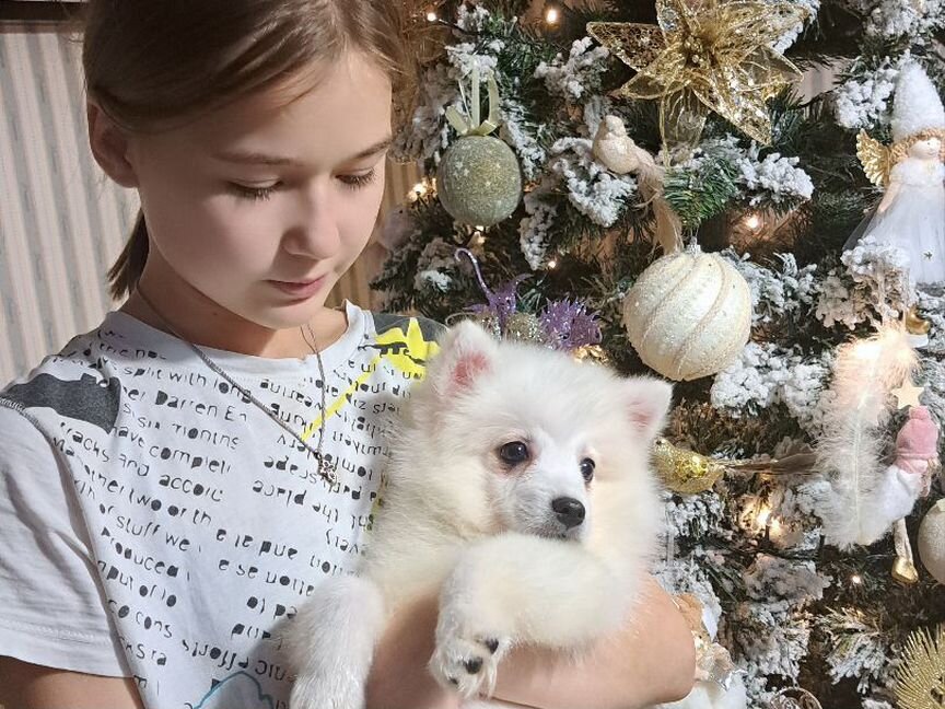 Японский шпиц