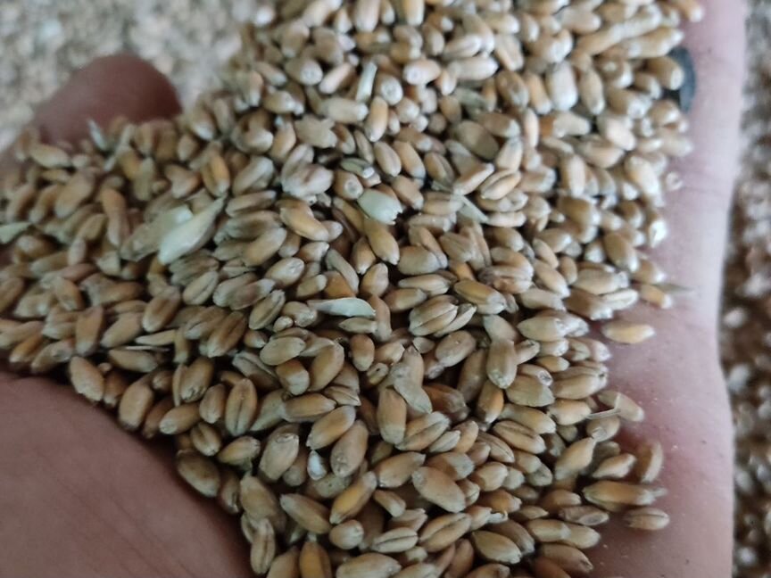 Озимая пшеница