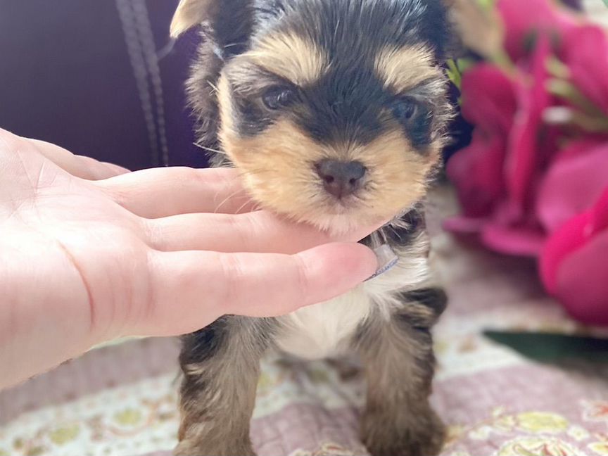 Шоколадный мальчик