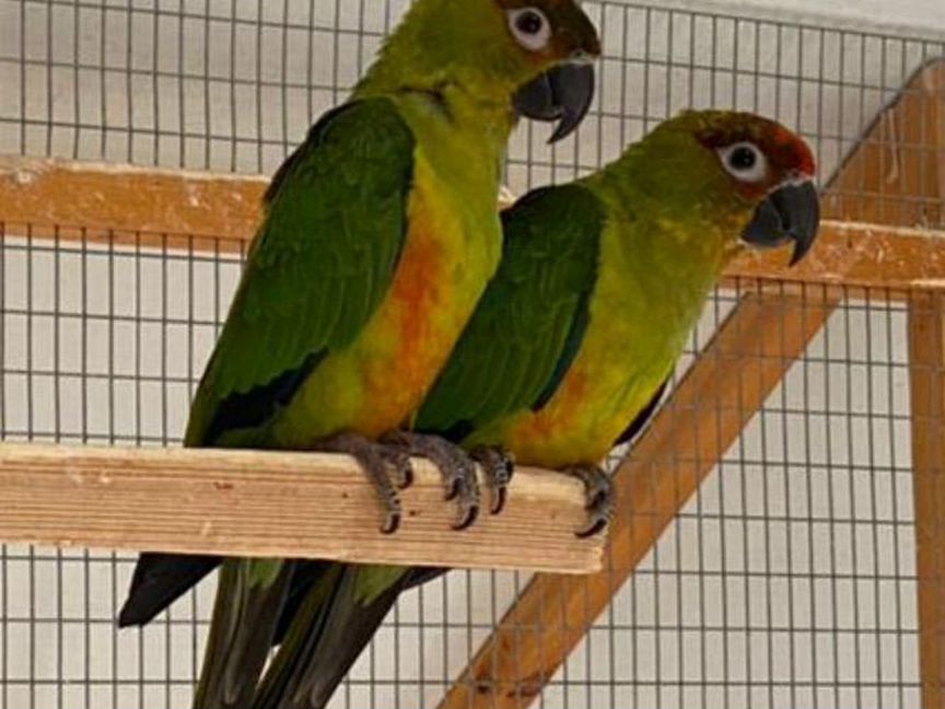 Попугай Аратинга