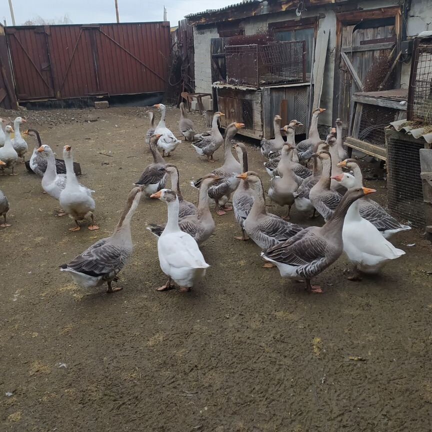 Семья гусей