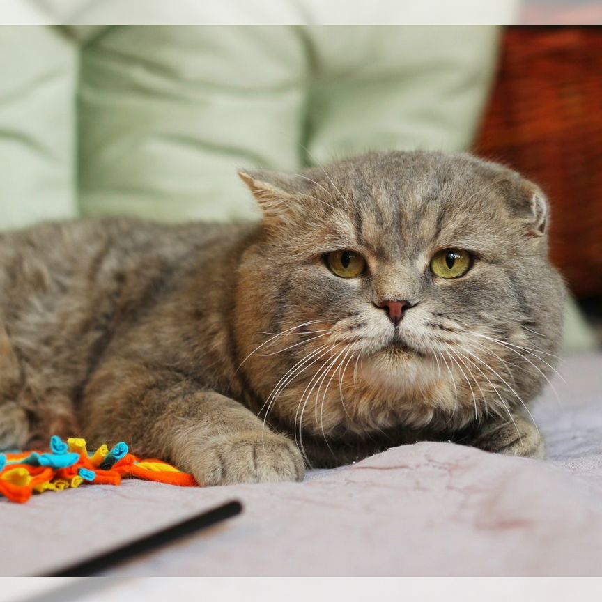 Взрослая кошка в добрые руки