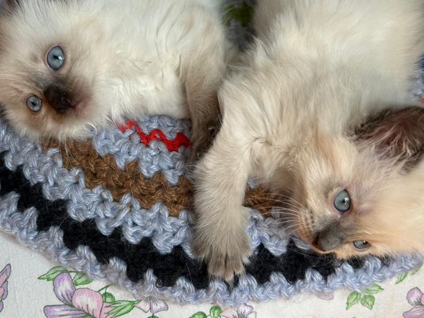 Две кошечки