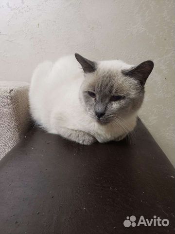 Котик Филя в добрые руки