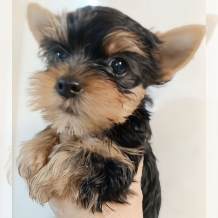 Йоркширский терьер, щенок