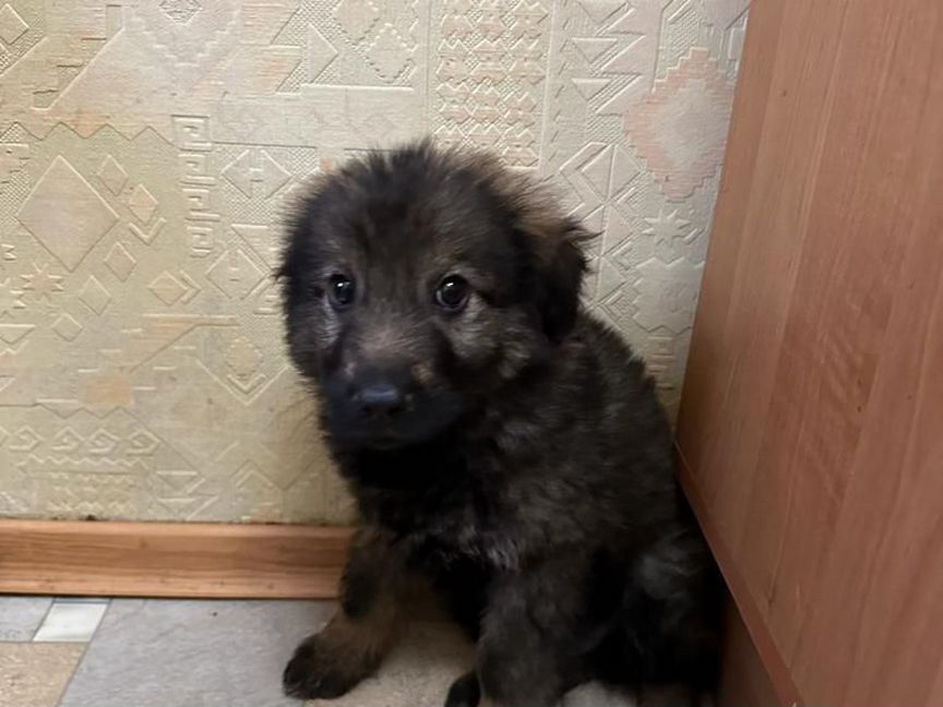 Щенок мальчик спасите