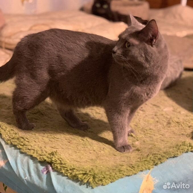 Беременный кот