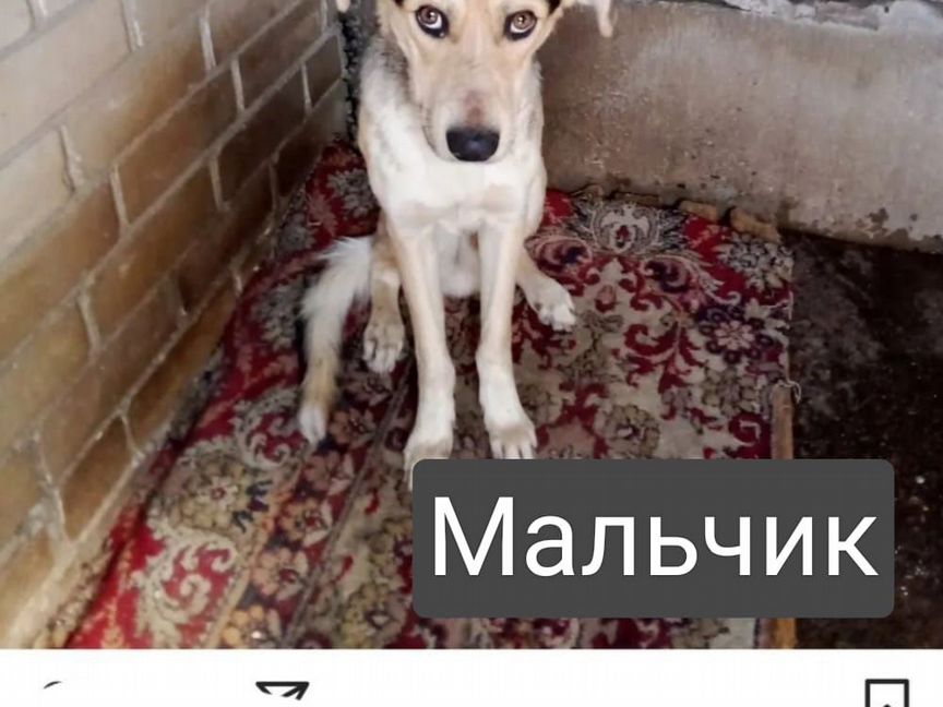 Собака в дар