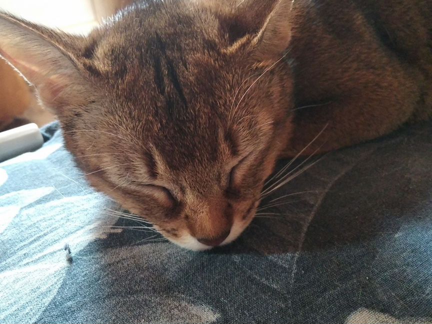 Абиссинская