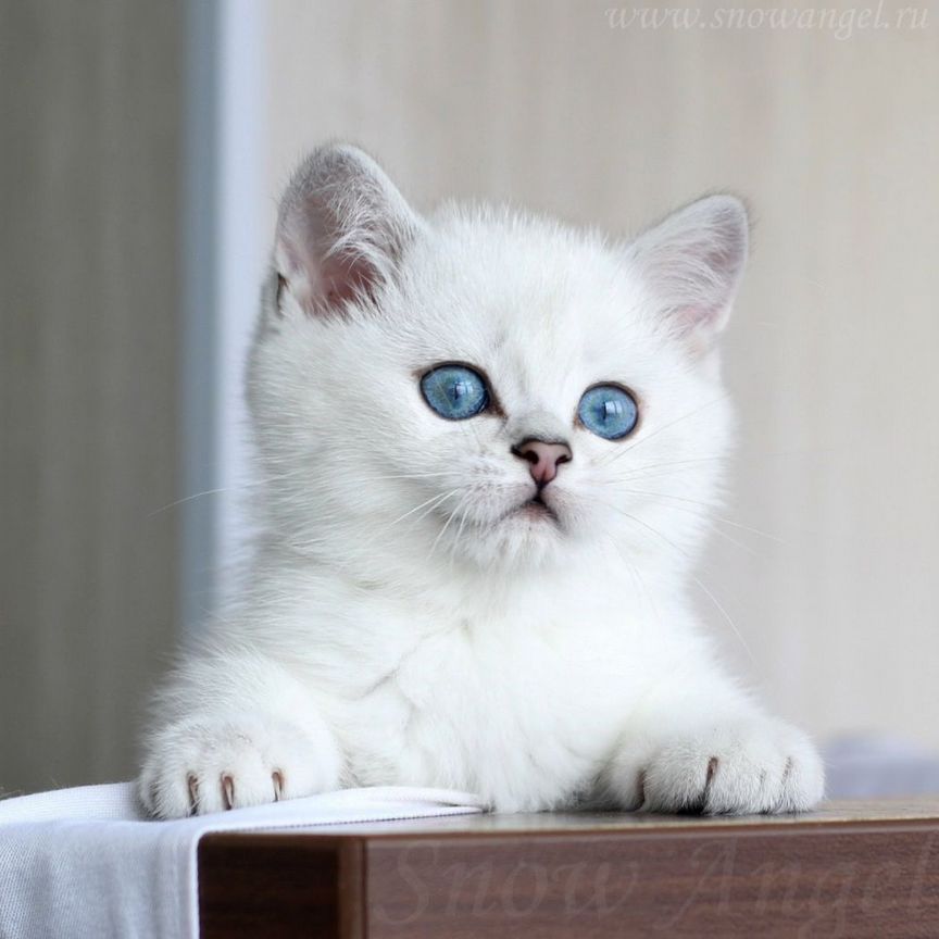 Шотландские котята
