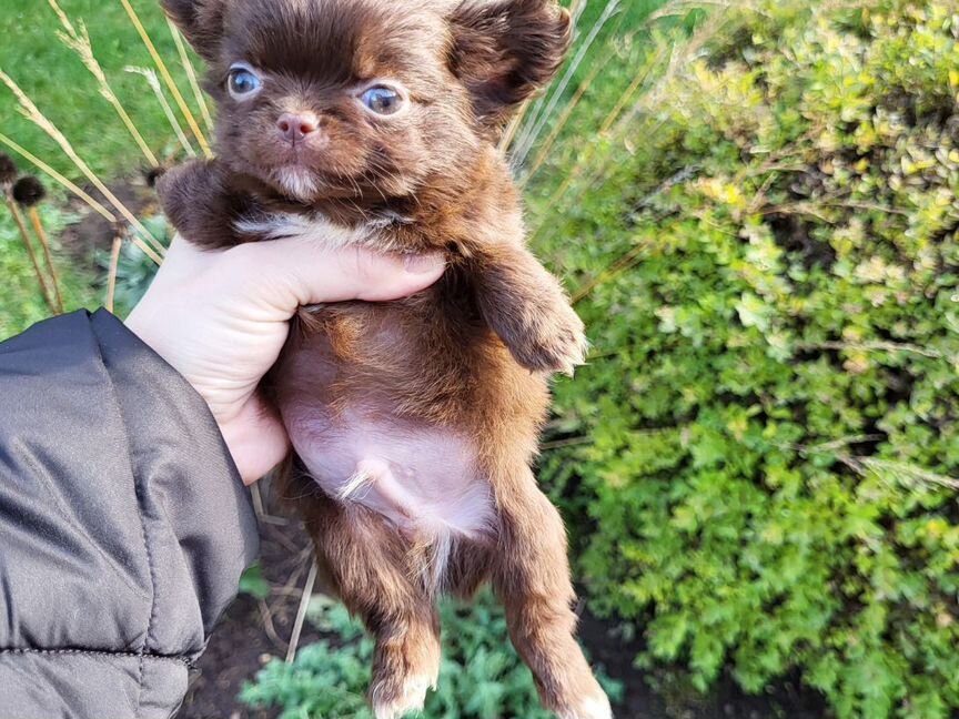 Чихуахуа super мини