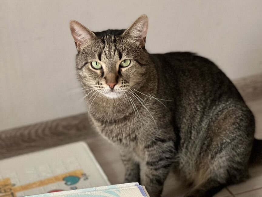 Кот