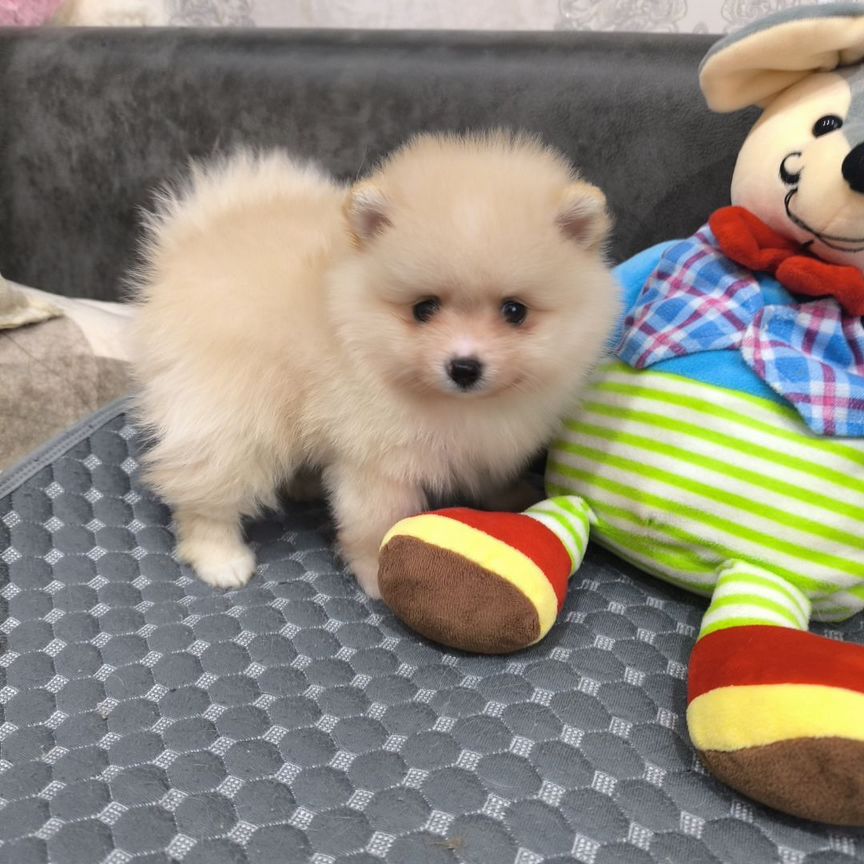 Щенки померанского шпица медвежьего типа мини