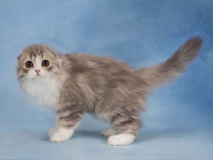 Кошечка фолд