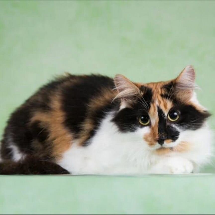 Сибирская кошечка