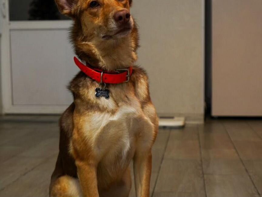 Метис Алиса в добрые руки