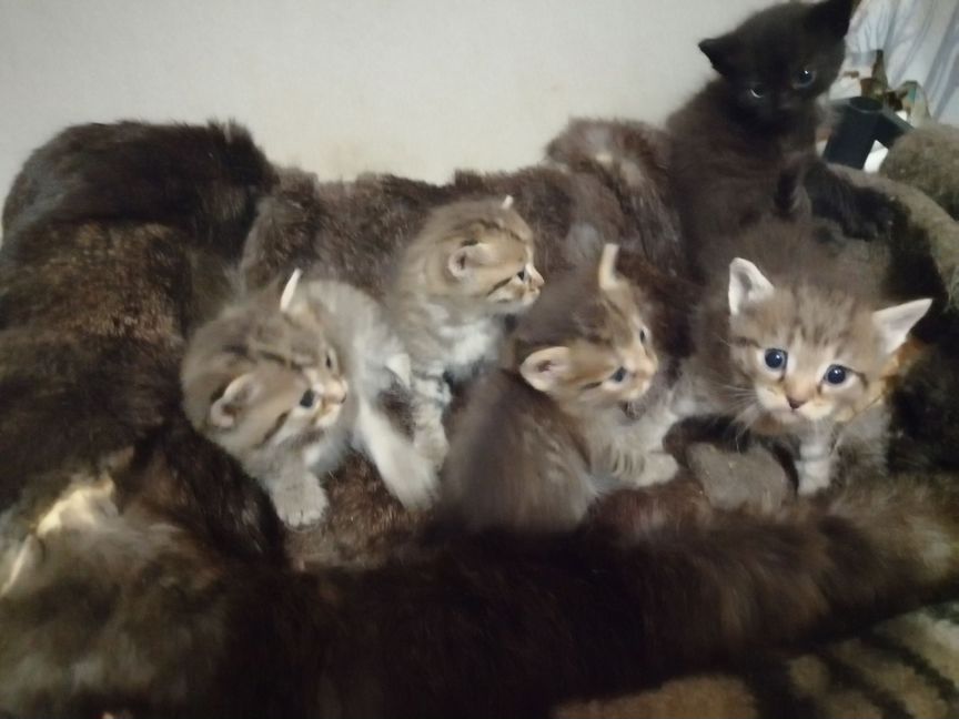 Кошки в добрые руки бесплатно
