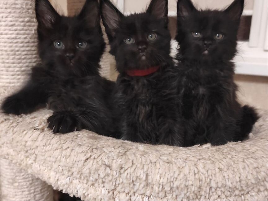 Котята мейн-кун мальчики