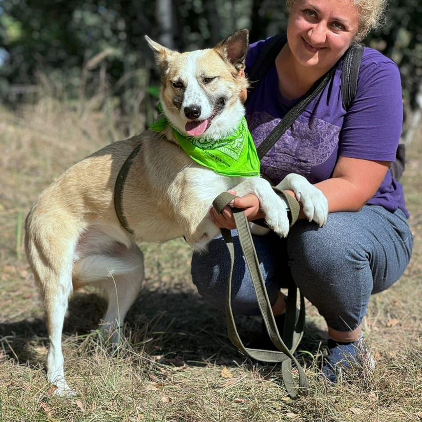 Собака Добрая Брошка