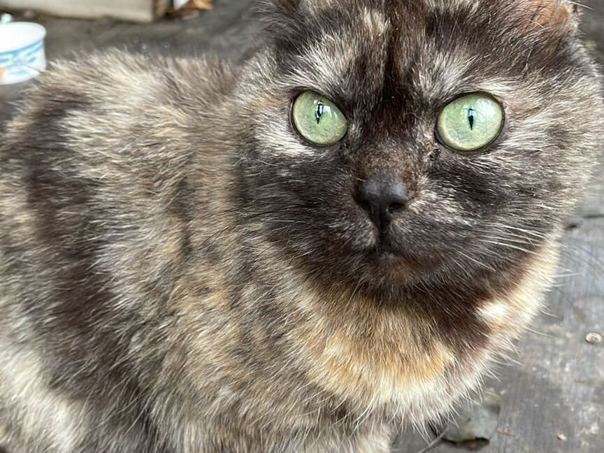 Кошка потеряшка