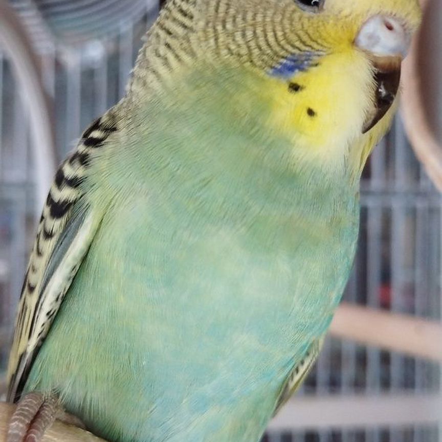 Птенчики волнистого попугайчика