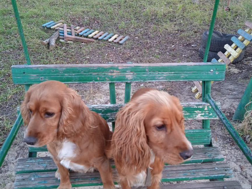Английский кокер спаниель девочка